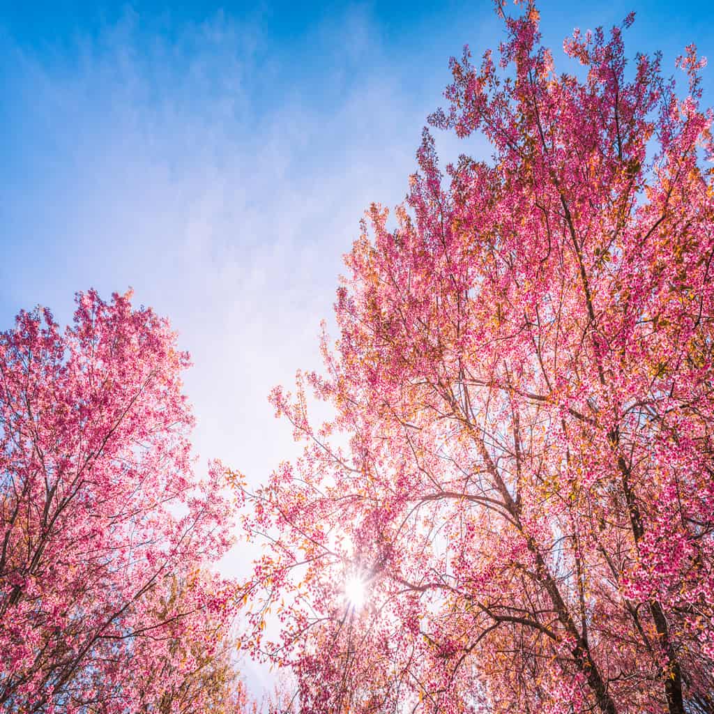 Happy Spring! - Suzane Northrop